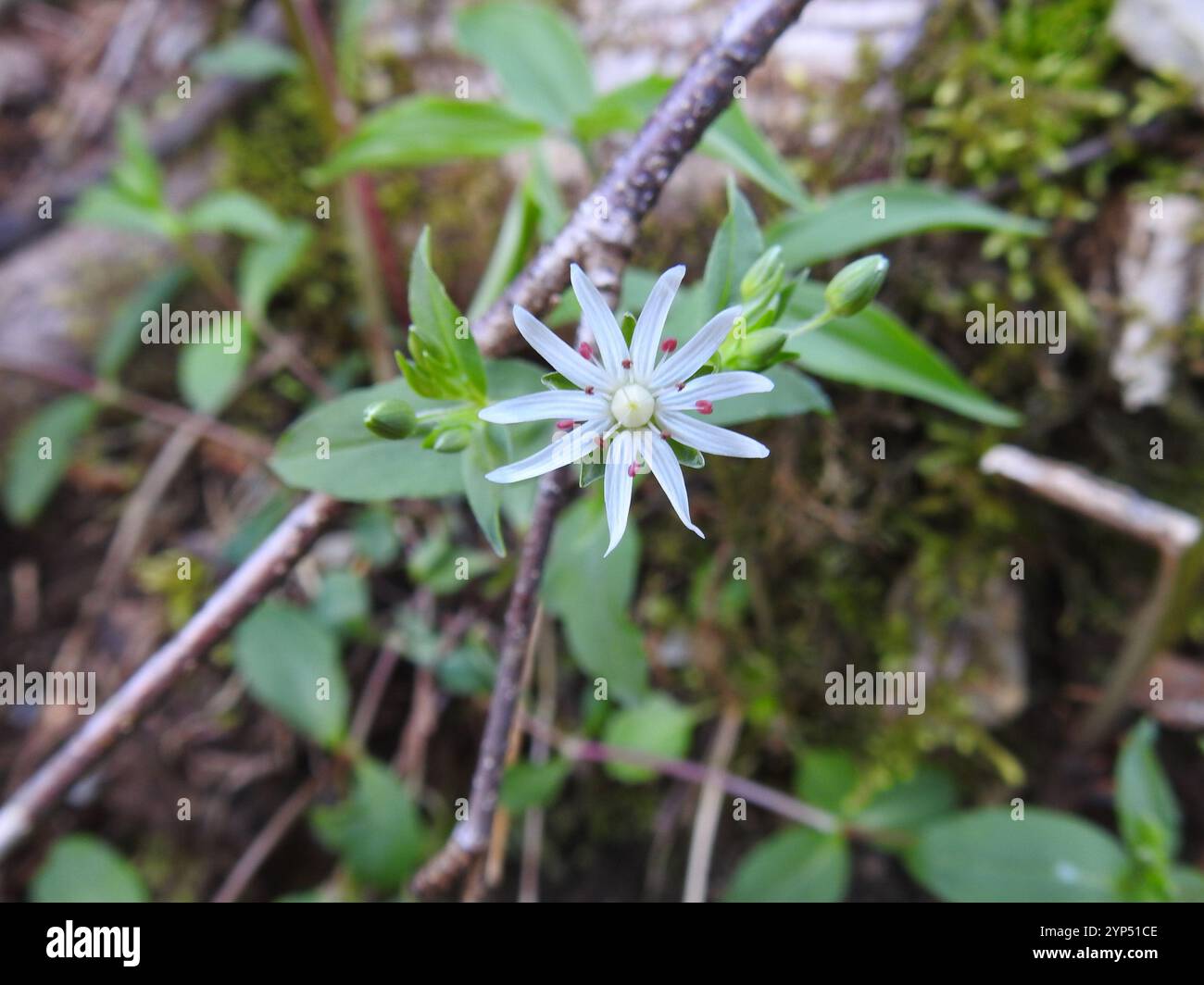 star chickweed (Stellaria pubera Stock Photo - Alamy