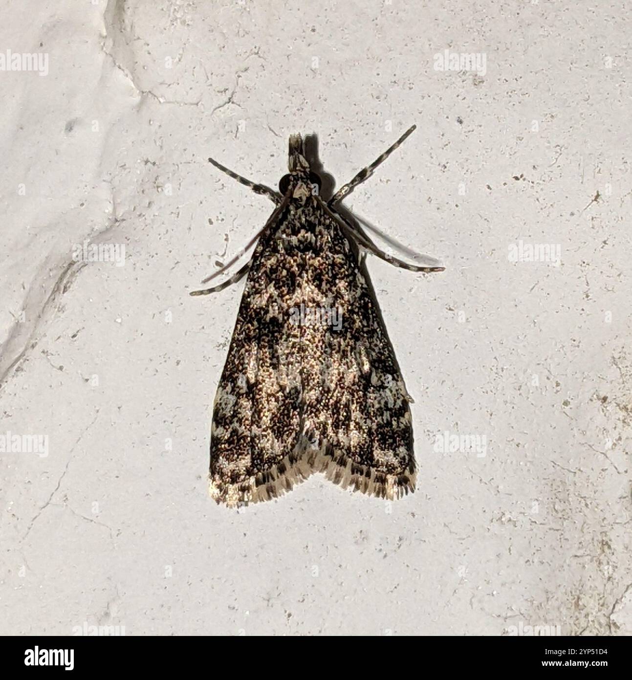 Moss-eating Crambid Snout Moths (Scopariinae Stock Photo - Alamy