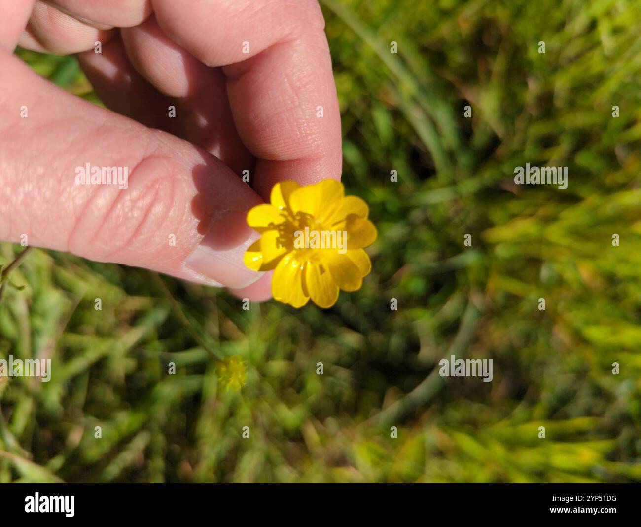 (Ranunculus californicus californicus Stock Photo - Alamy