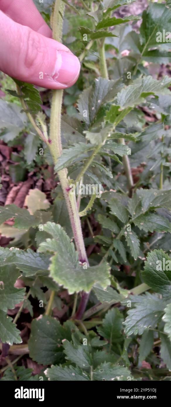 Mediterranean Radish (Raphanus raphanistrum landra Stock Photo - Alamy