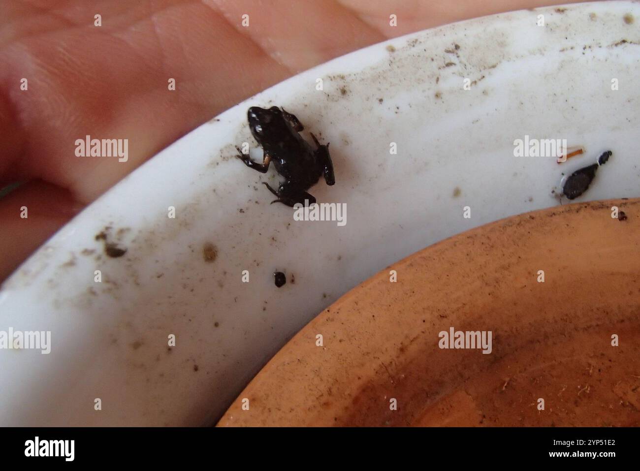 Australian Ground Frogs (Myobatrachoidea Stock Photo - Alamy