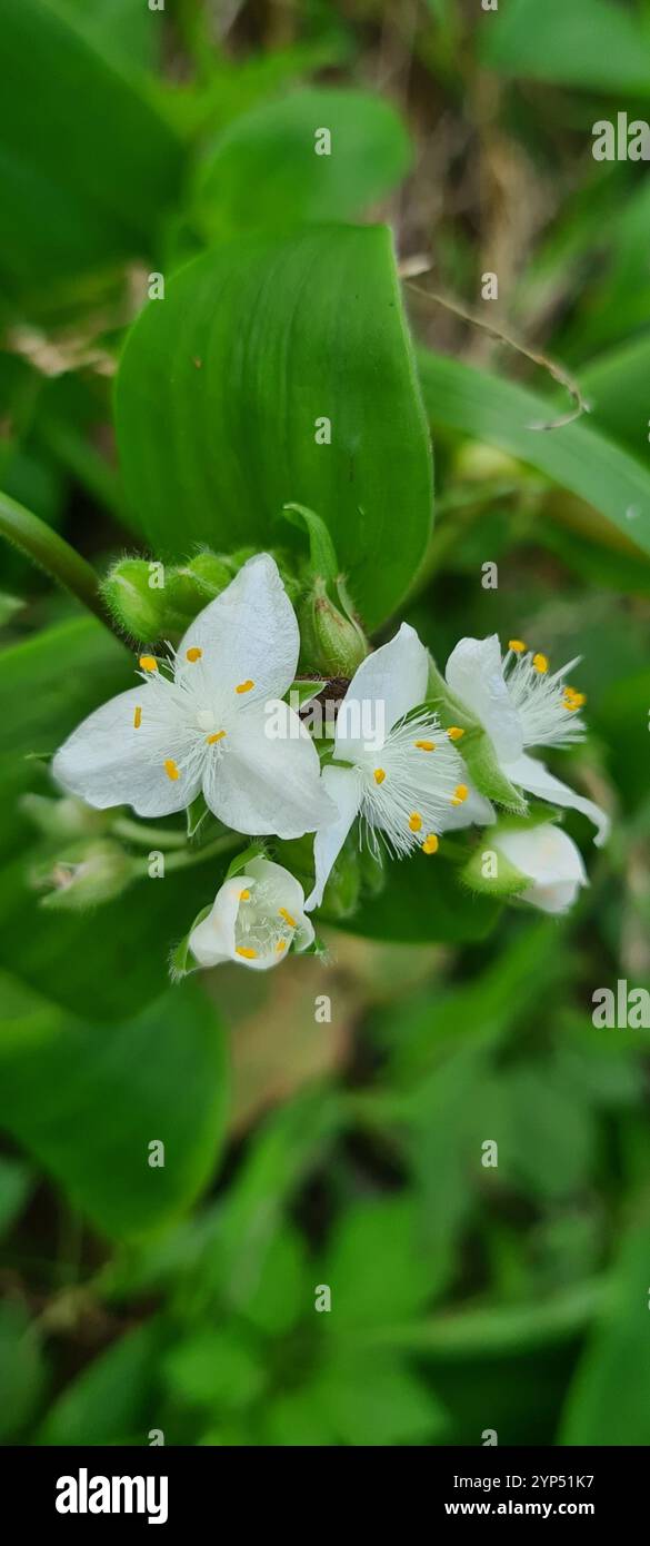 small-leaf spiderwort (Tradescantia fluminensis Stock Photo - Alamy