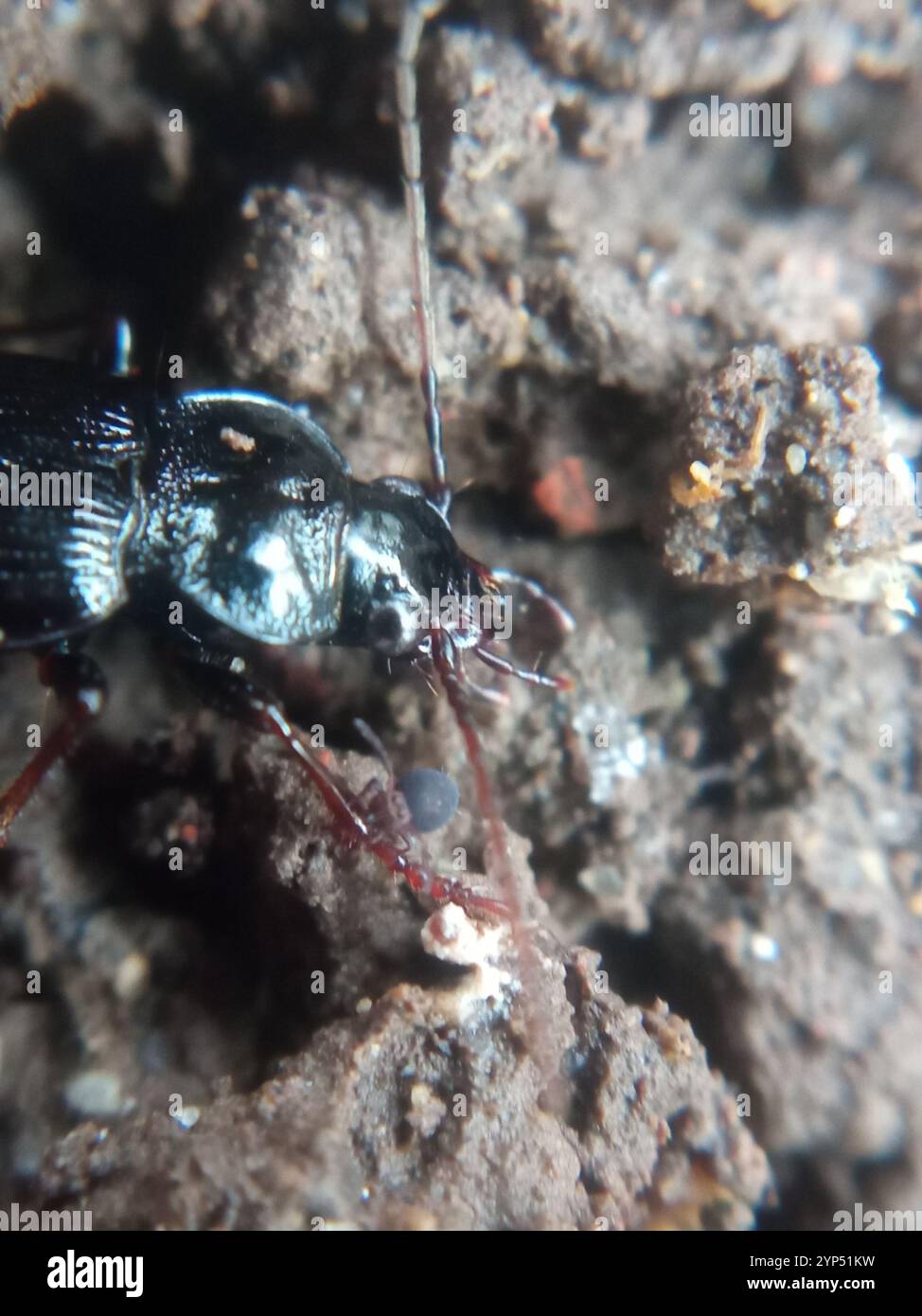 European Gazelle Beetle (Nebria brevicollis Stock Photo - Alamy