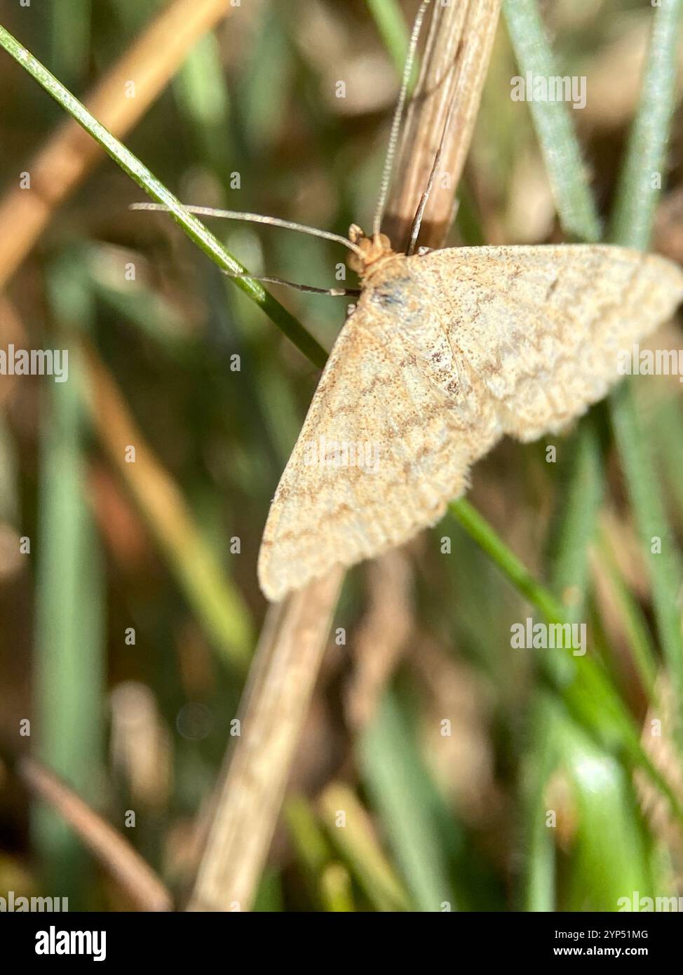 Plantain moth (Scopula rubraria Stock Photo - Alamy