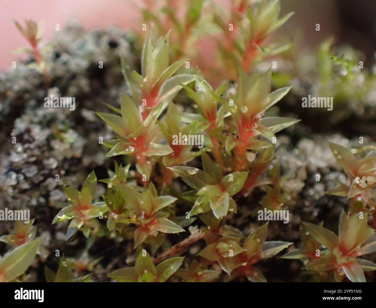 Long leaved moss hi-res stock photography and images - Alamy
