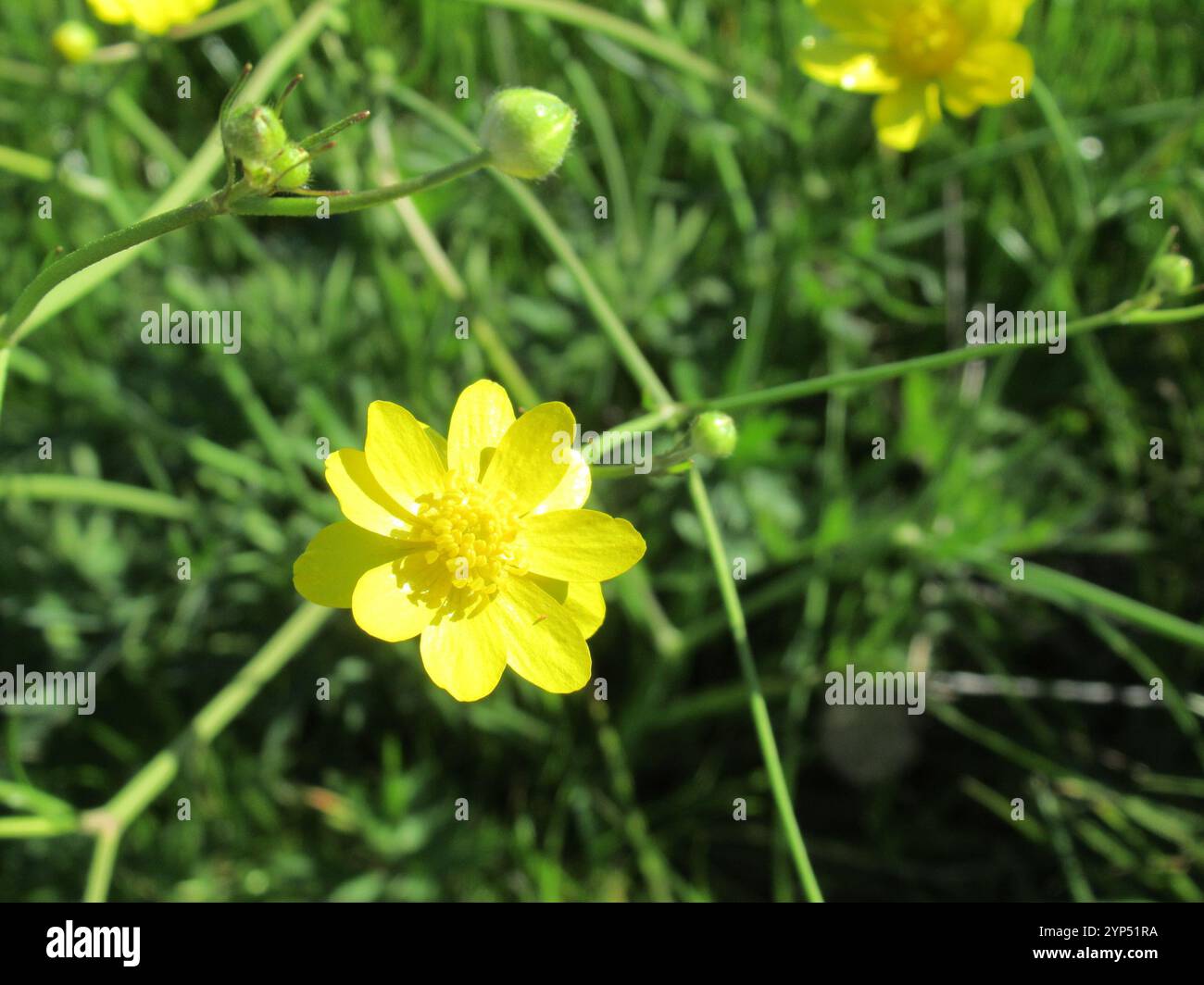 (Ranunculus californicus californicus Stock Photo - Alamy