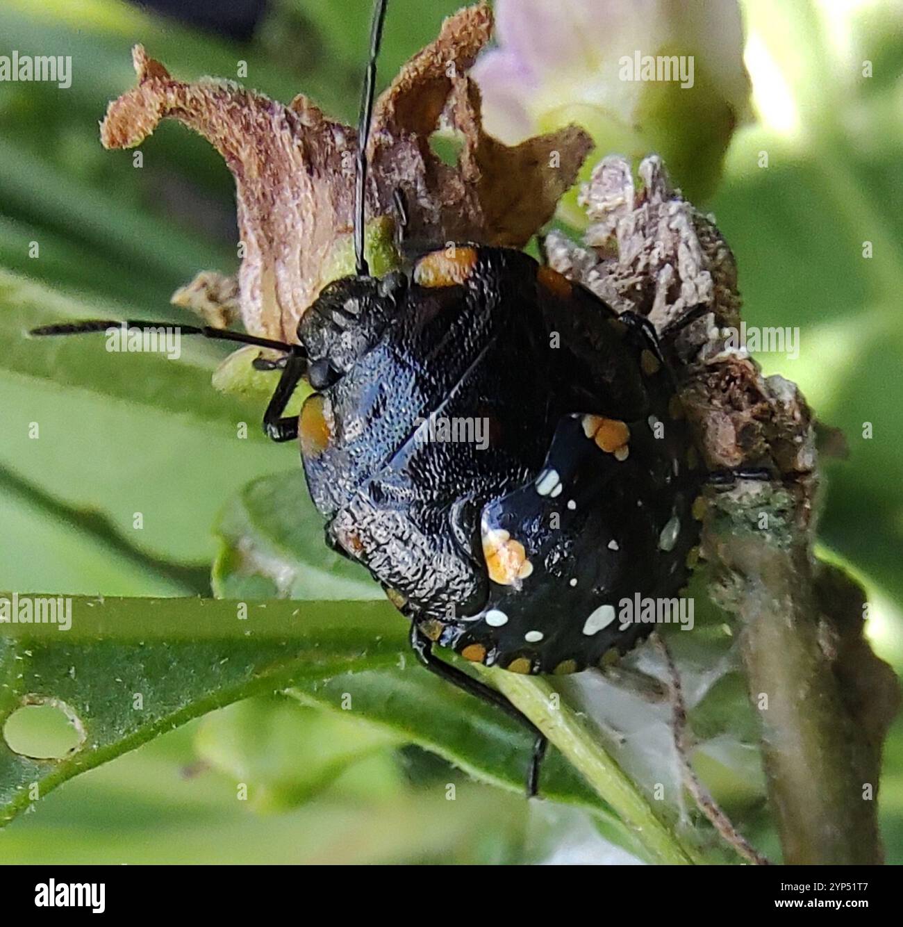 Stink Bugs, Shield Bugs, and Allies (Pentatomoidea Stock Photo - Alamy