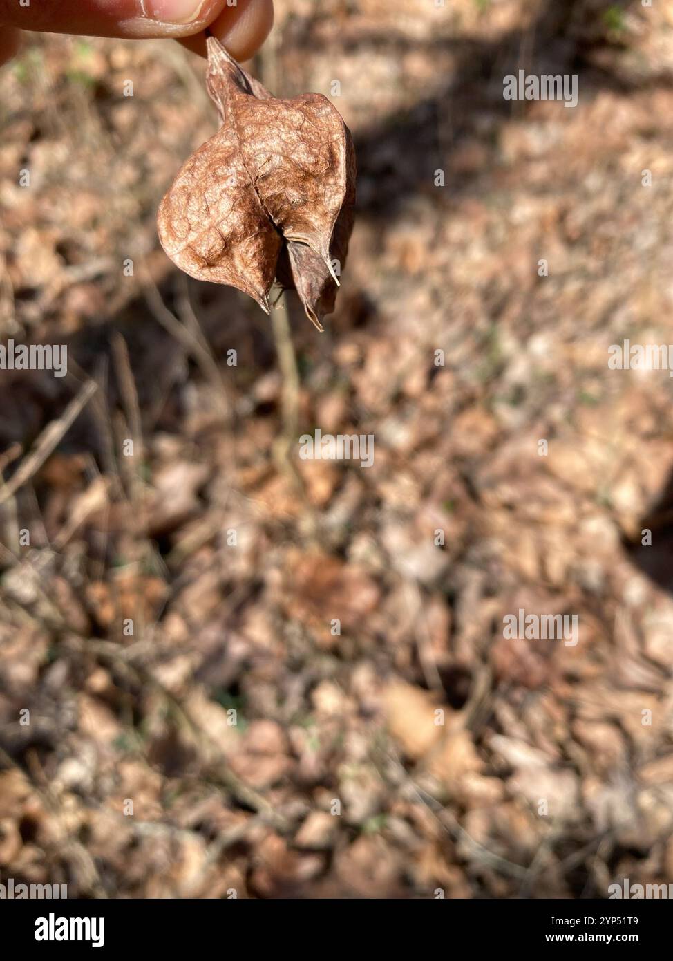 American bladdernut (Staphylea trifolia Stock Photo - Alamy