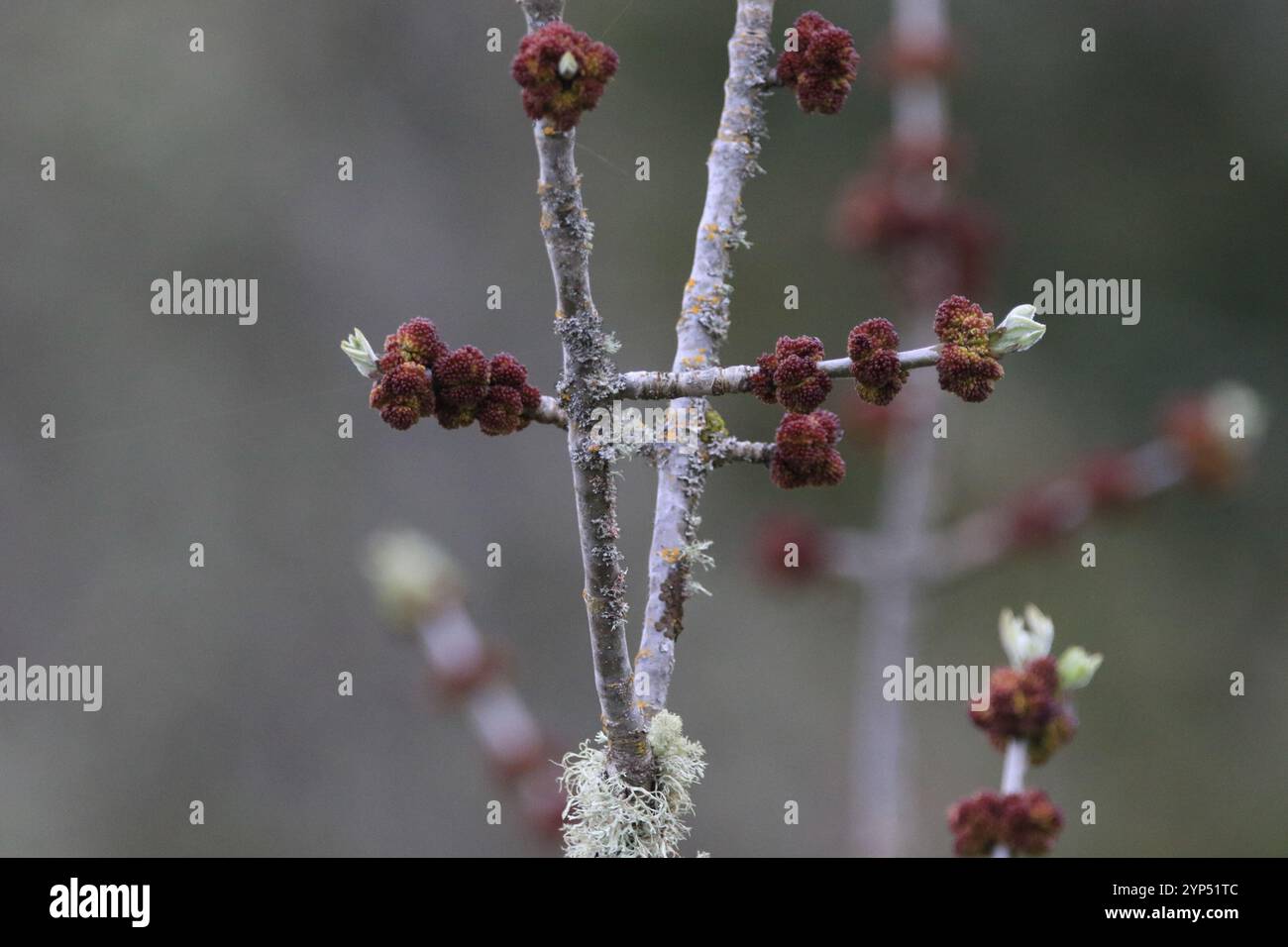 Oregon Ash (Fraxinus latifolia Stock Photo - Alamy