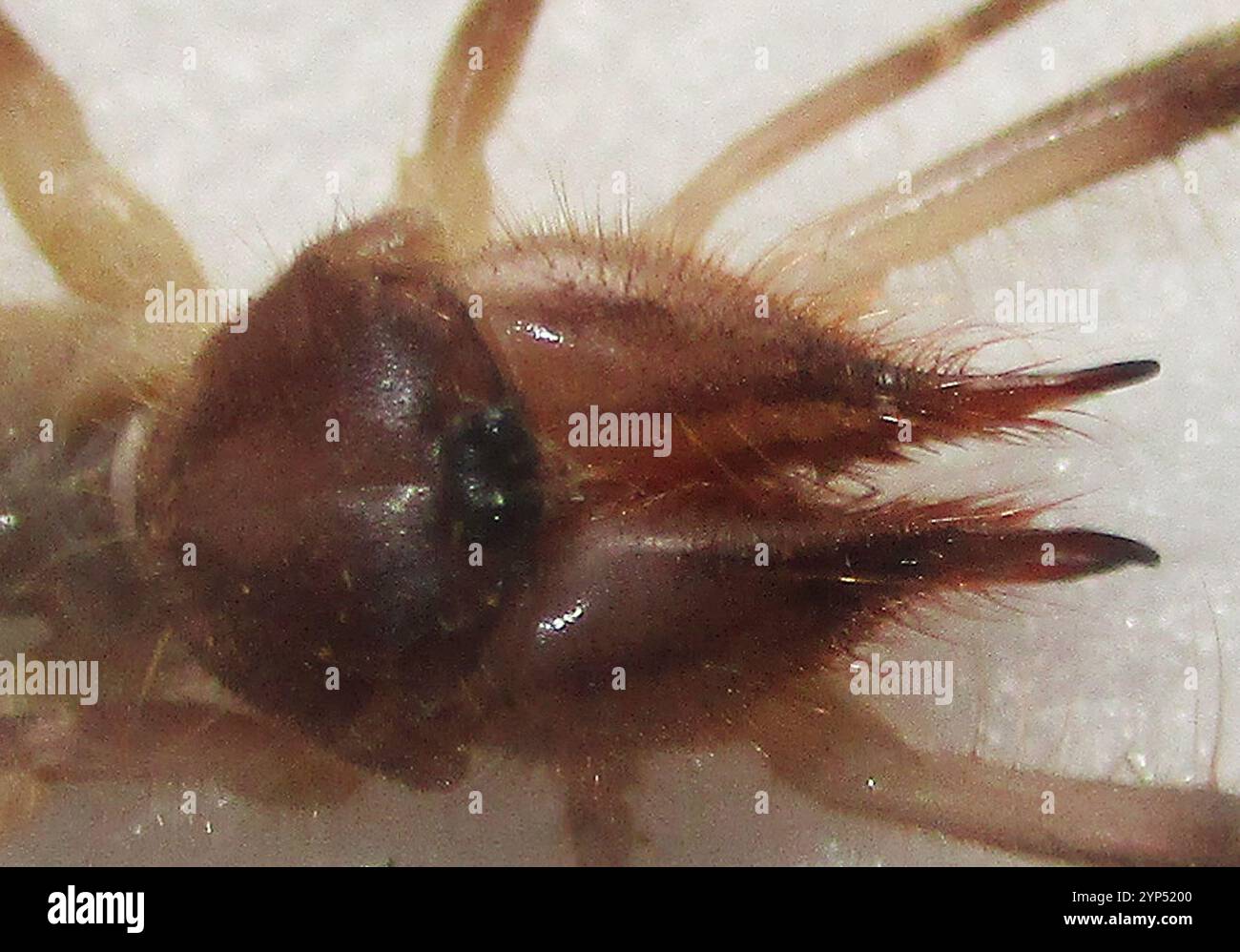 Solifuges hi-res stock photography and images - Alamy