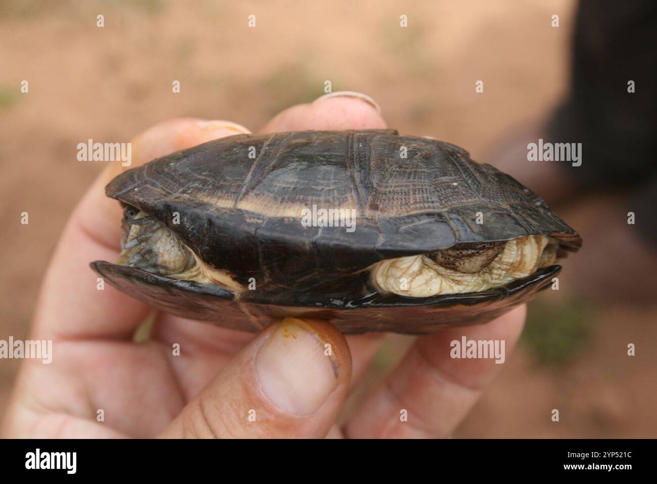 West African Mud Turtle (Pelusios castaneus Stock Photo - Alamy