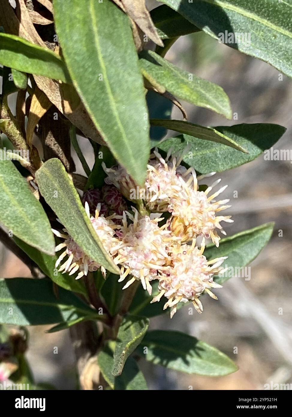 mule fat (Baccharis salicifolia Stock Photo - Alamy