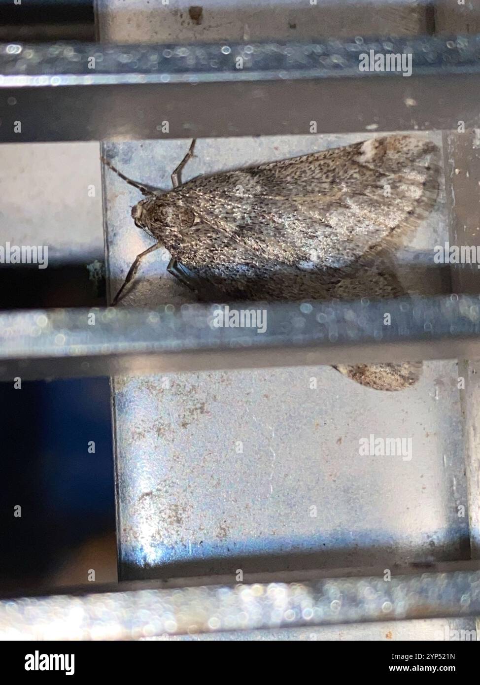 March Moth (Alsophila aescularia Stock Photo - Alamy