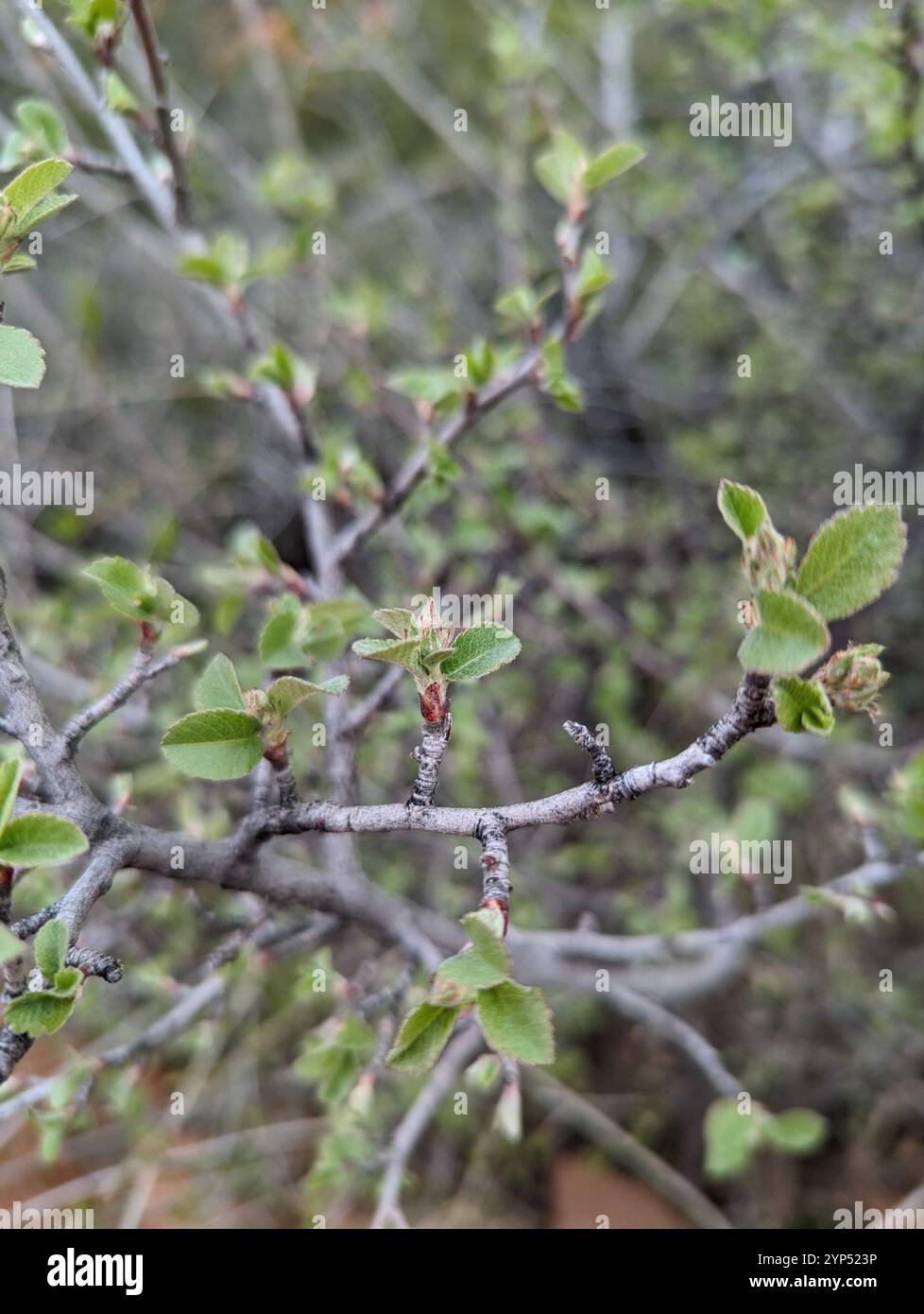 Utah Serviceberry (Amelanchier utahensis Stock Photo - Alamy