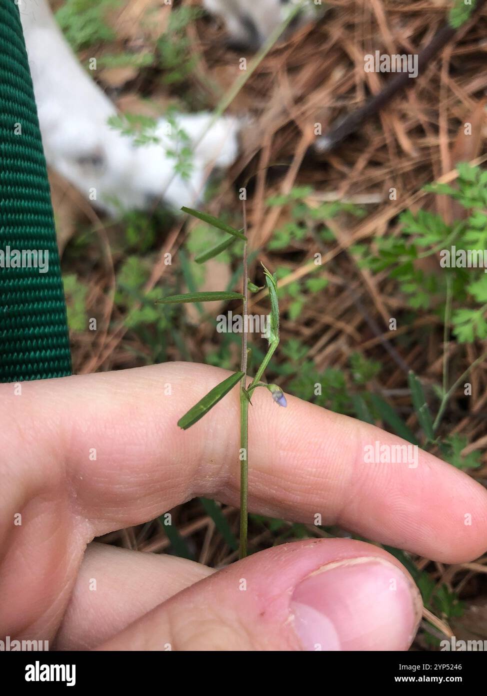 Pygmyflower Vetch (Vicia minutiflora Stock Photo - Alamy
