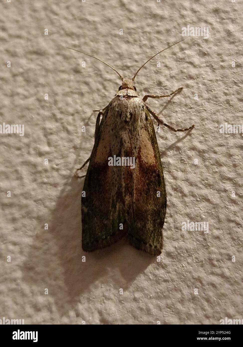 Bee Moth (Aphomia sociella Stock Photo - Alamy