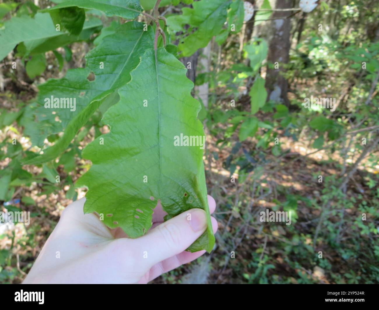 swamp chestnut oak (Quercus michauxii Stock Photo - Alamy