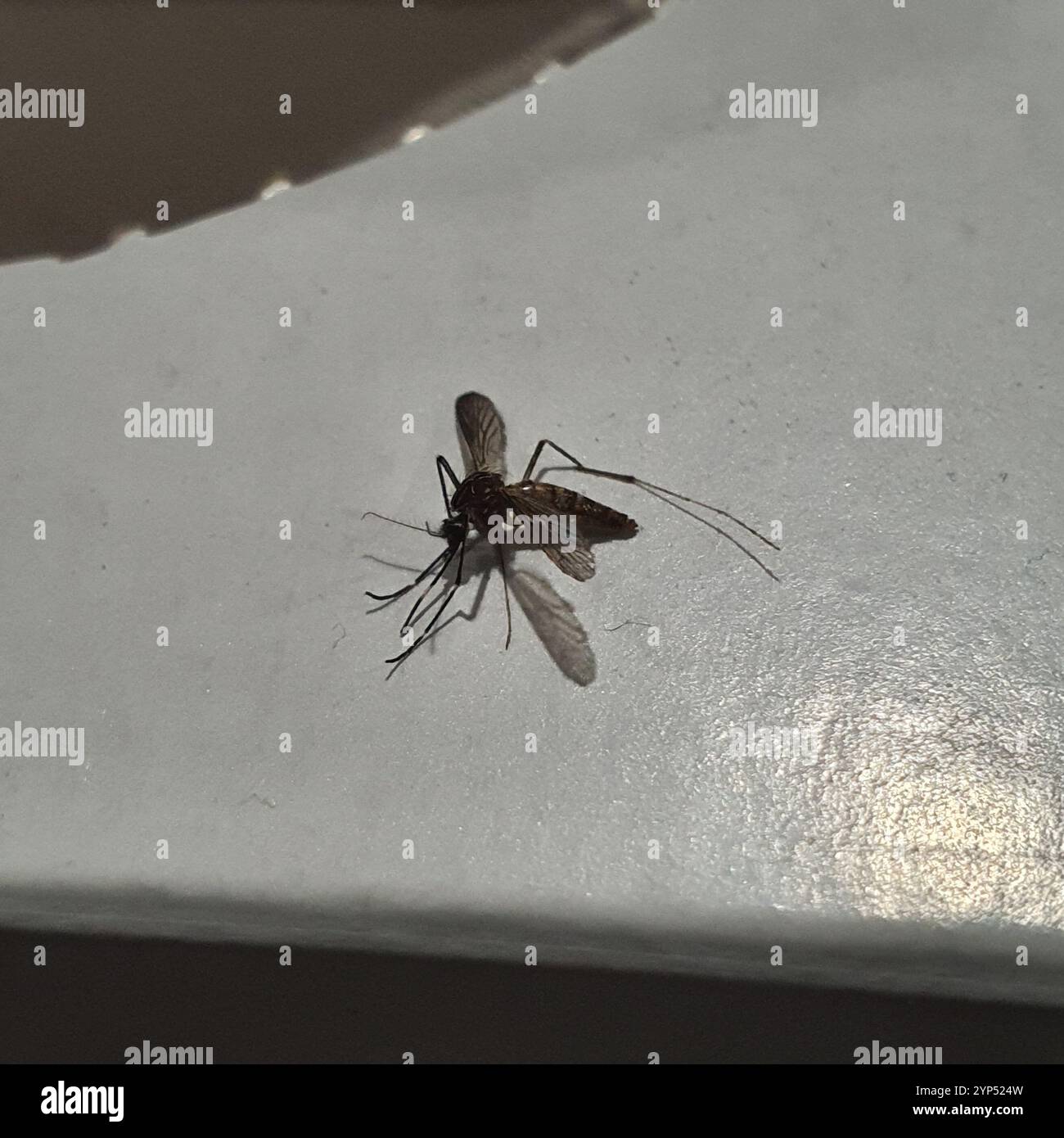Striped Mosquito (Aedes notoscriptus Stock Photo - Alamy