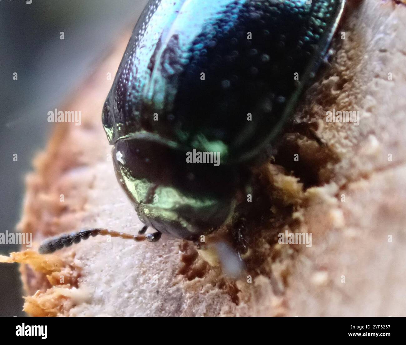 Willow Leaf Beetle (Plagiodera versicolora Stock Photo - Alamy