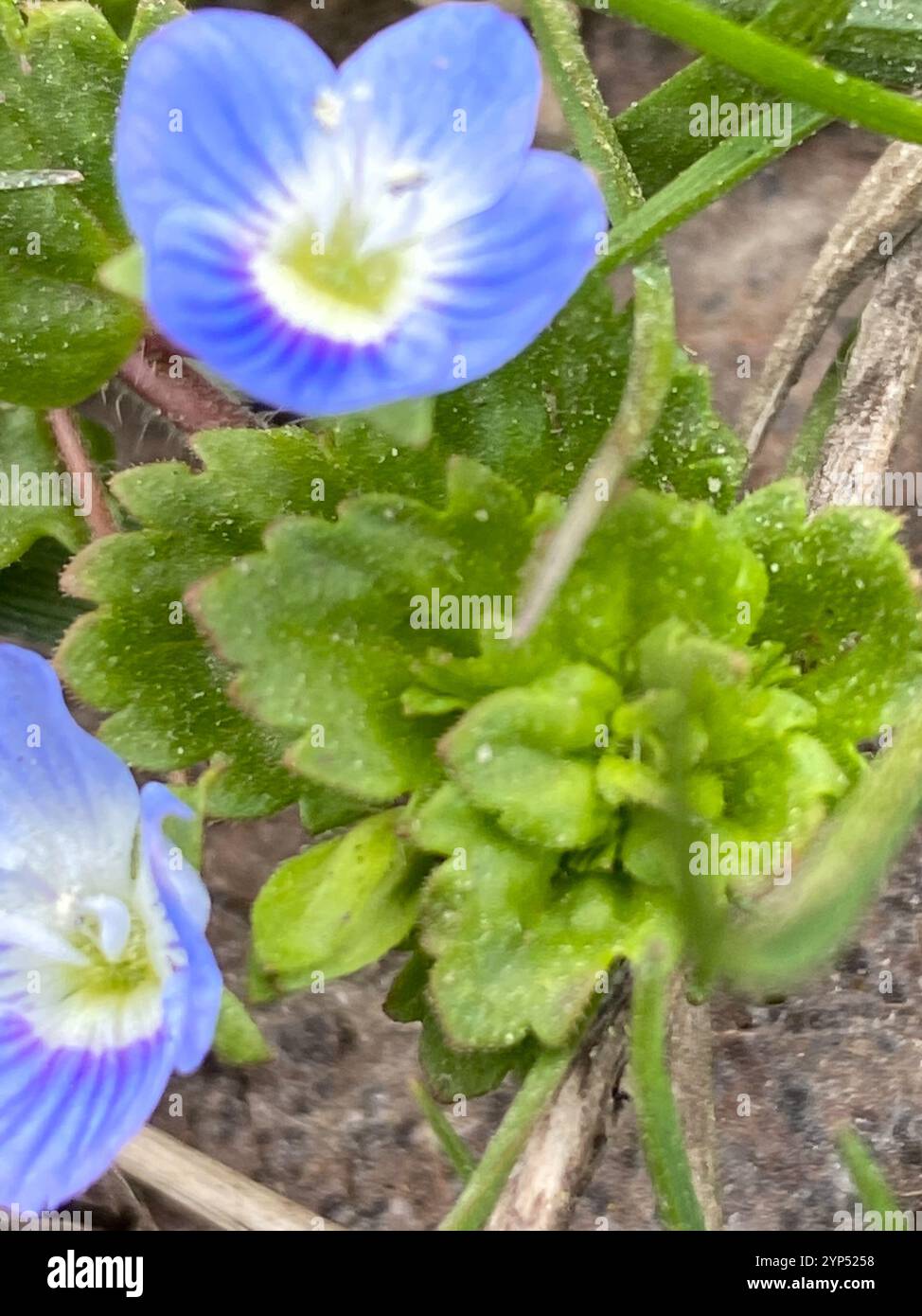 bird's-eye speedwell (Veronica persica Stock Photo - Alamy