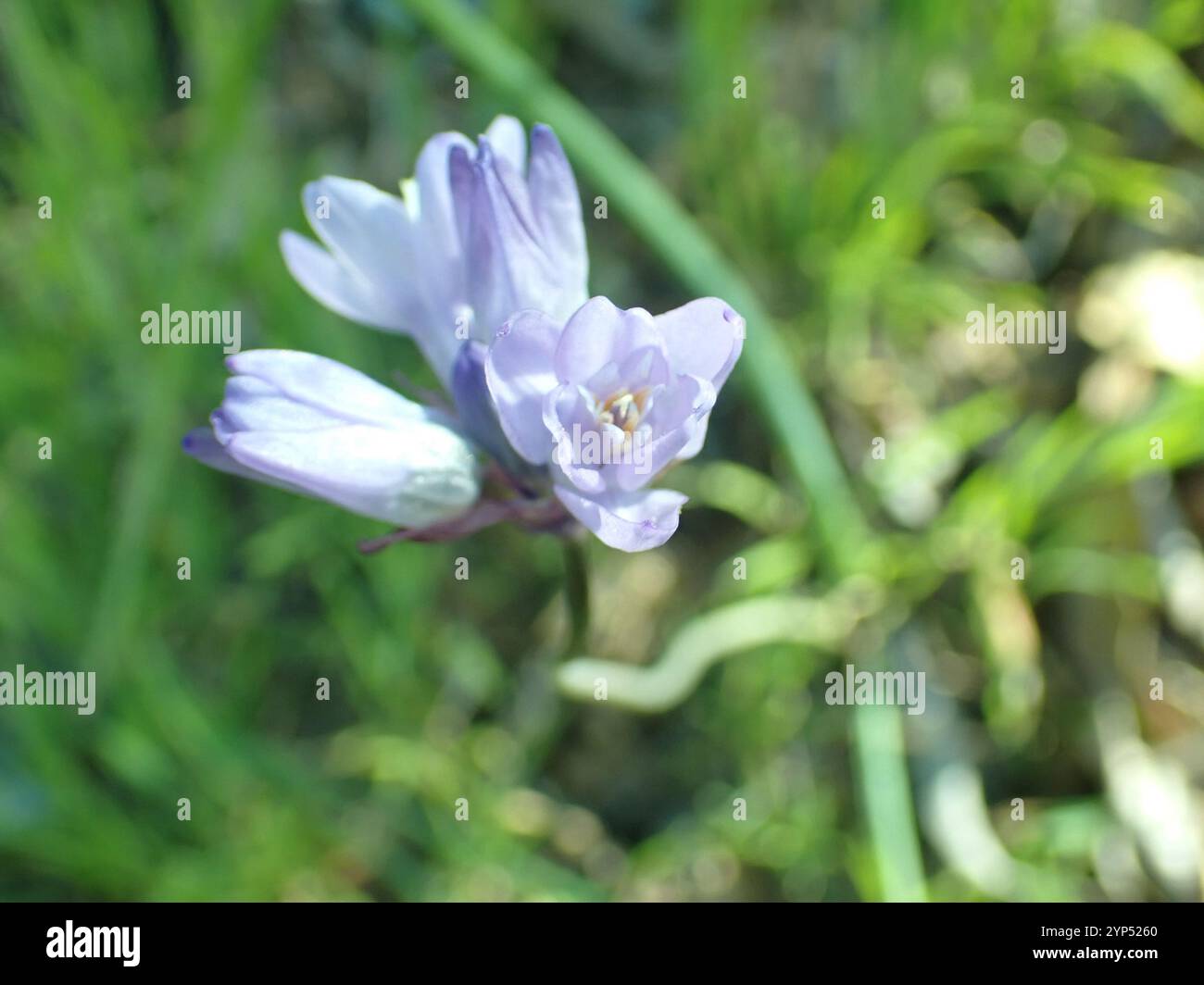 Blue Dicks (Dipterostemon capitatus Stock Photo - Alamy