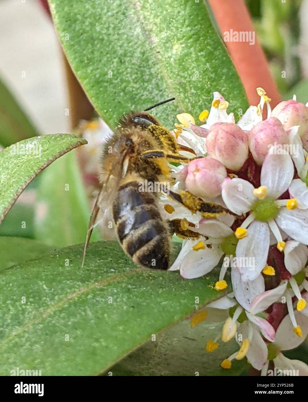 Western Honey Bee (Apis mellifera Stock Photo - Alamy