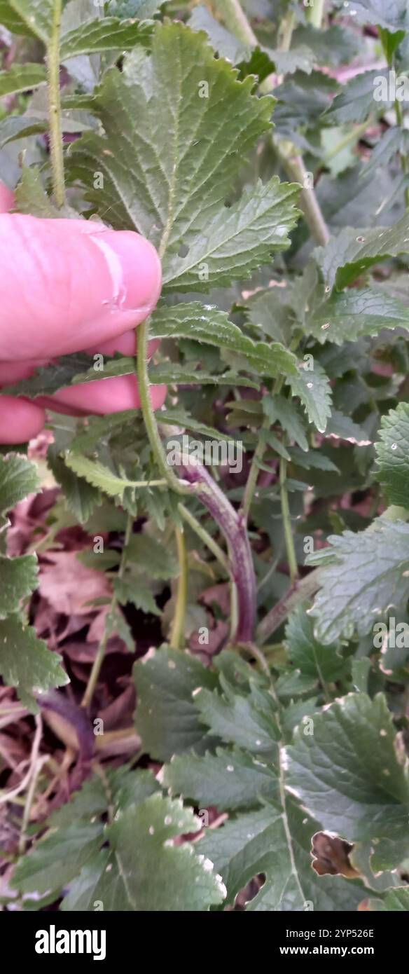 Mediterranean Radish (Raphanus raphanistrum landra Stock Photo - Alamy