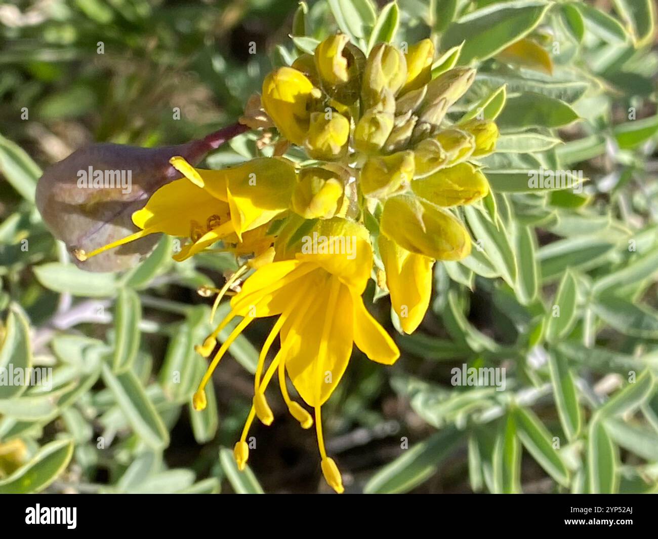 Bladderpod (Cleomella arborea Stock Photo - Alamy