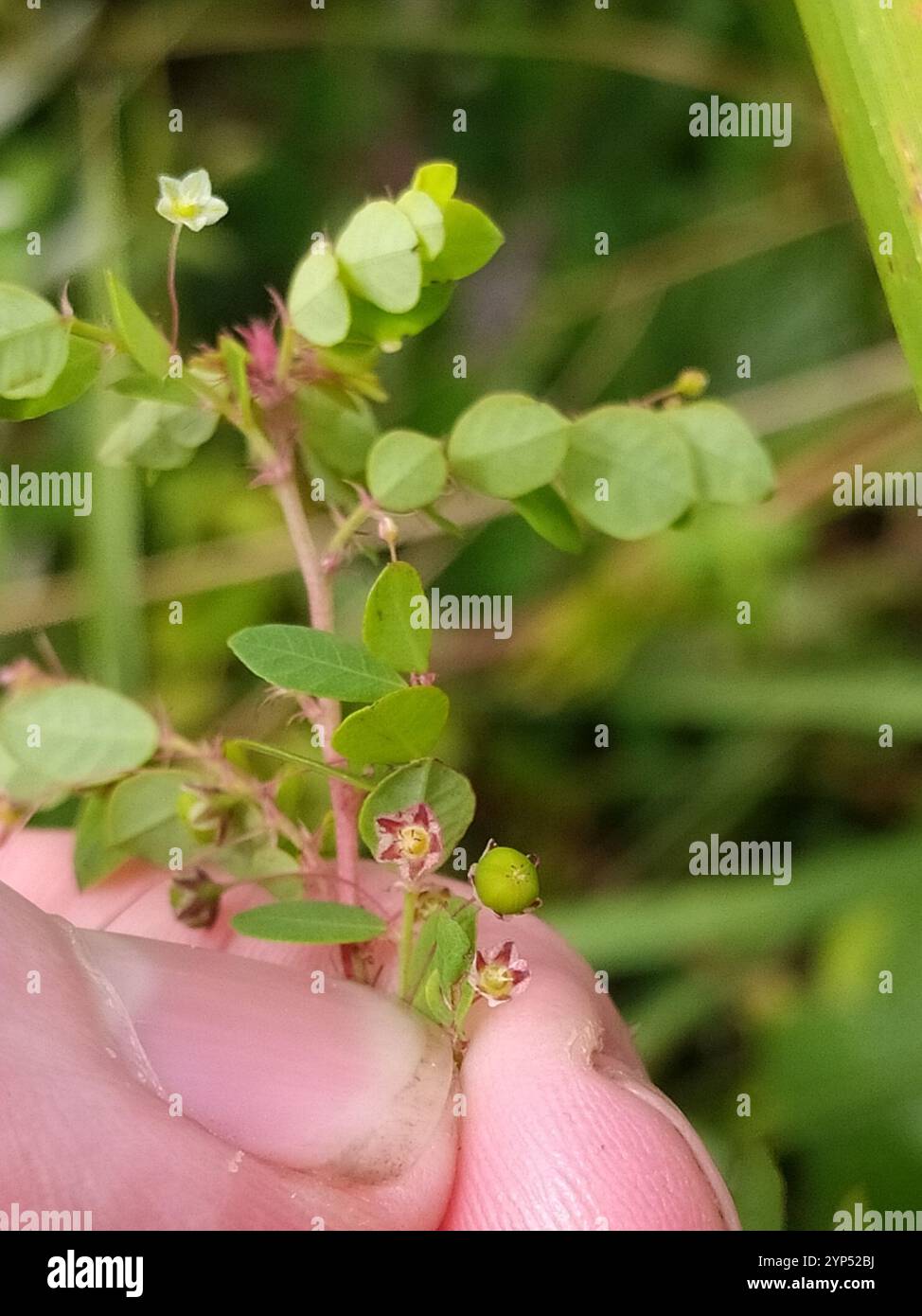leaf-flower family (Phyllanthaceae Stock Photo - Alamy