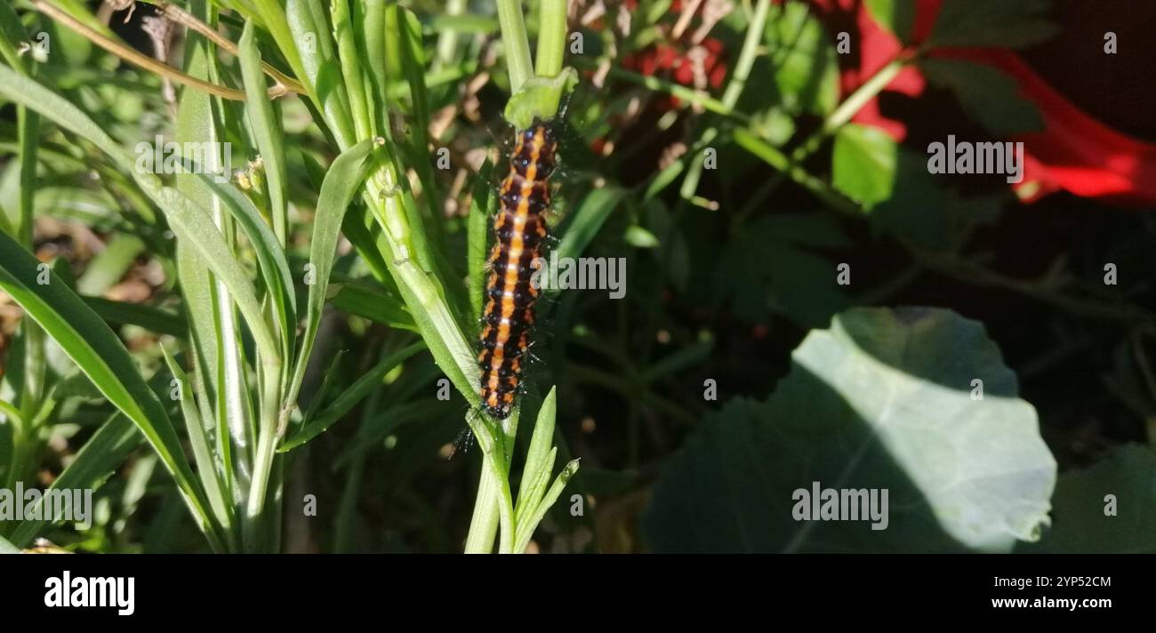 Magpie Moth Hybrid (Nyctemera annulata × amicus Stock Photo - Alamy