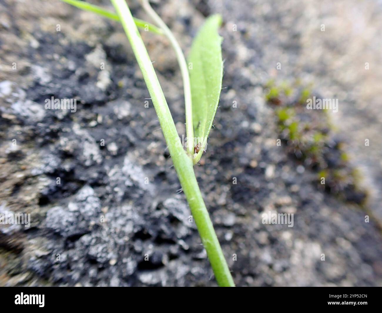 mouse-ear cress (Arabidopsis thaliana Stock Photo - Alamy