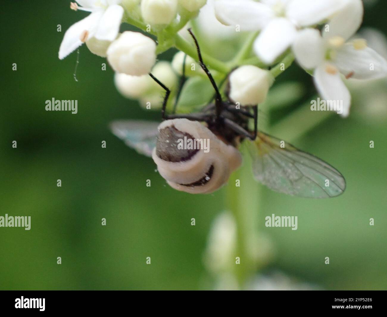 Fly Death Fungi (Entomophthora muscae Stock Photo - Alamy