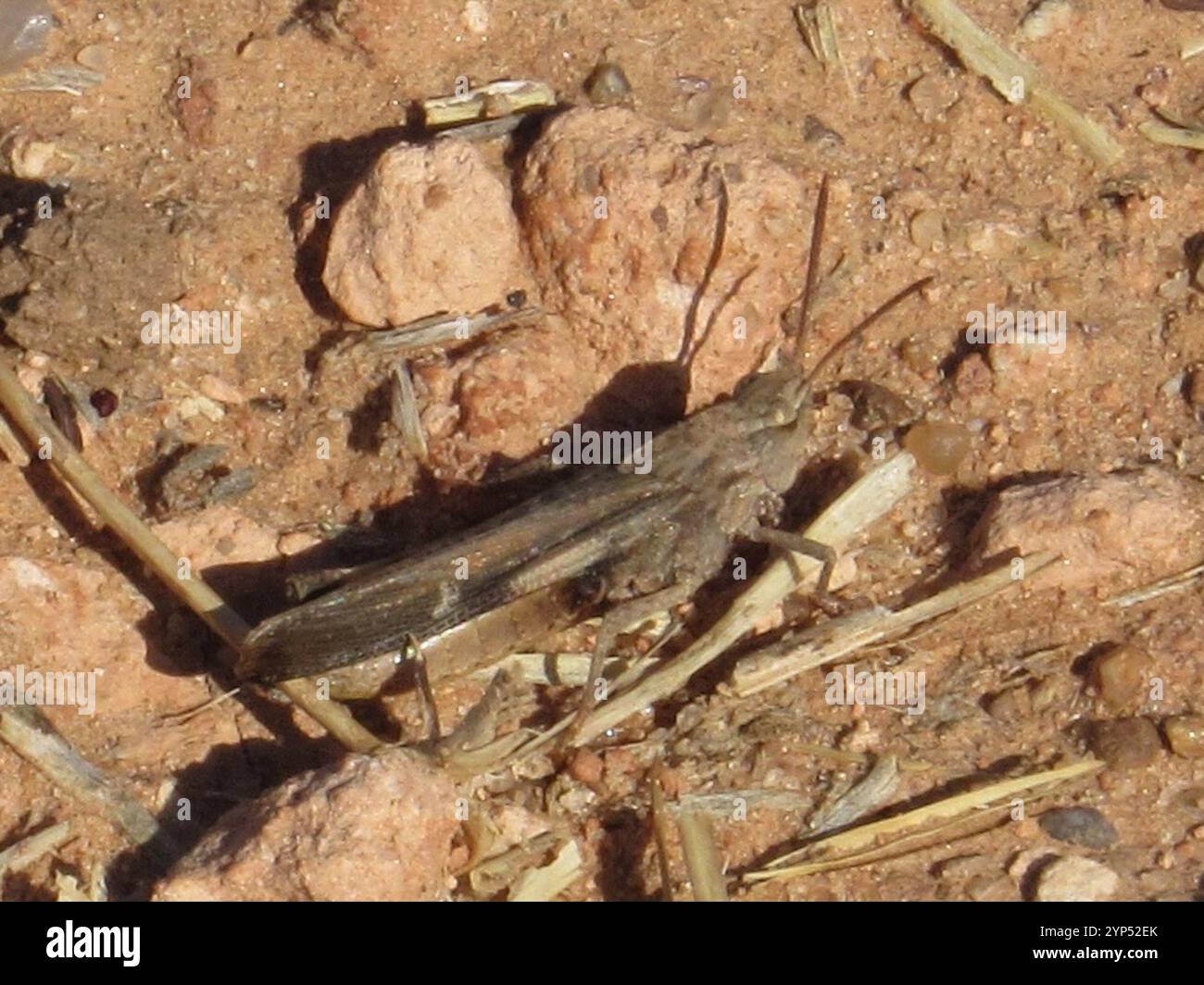 Green-striped Grasshopper (Chortophaga viridifasciata Stock Photo - Alamy