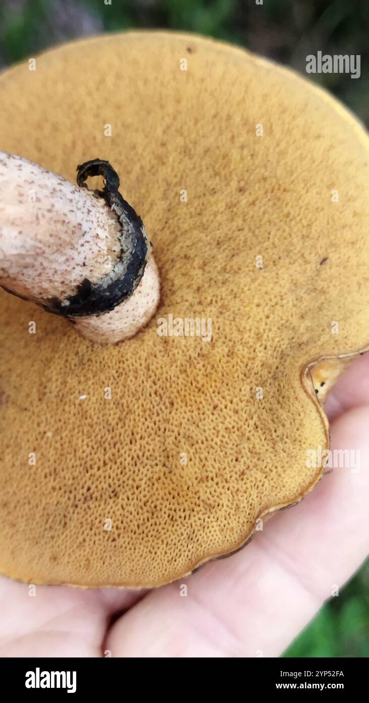 Purple-veiled Slippery Jack (Suillus luteus Stock Photo - Alamy