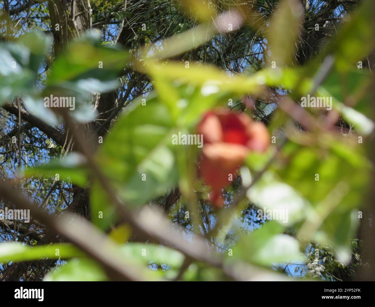 cross vine (Bignonia capreolata Stock Photo - Alamy