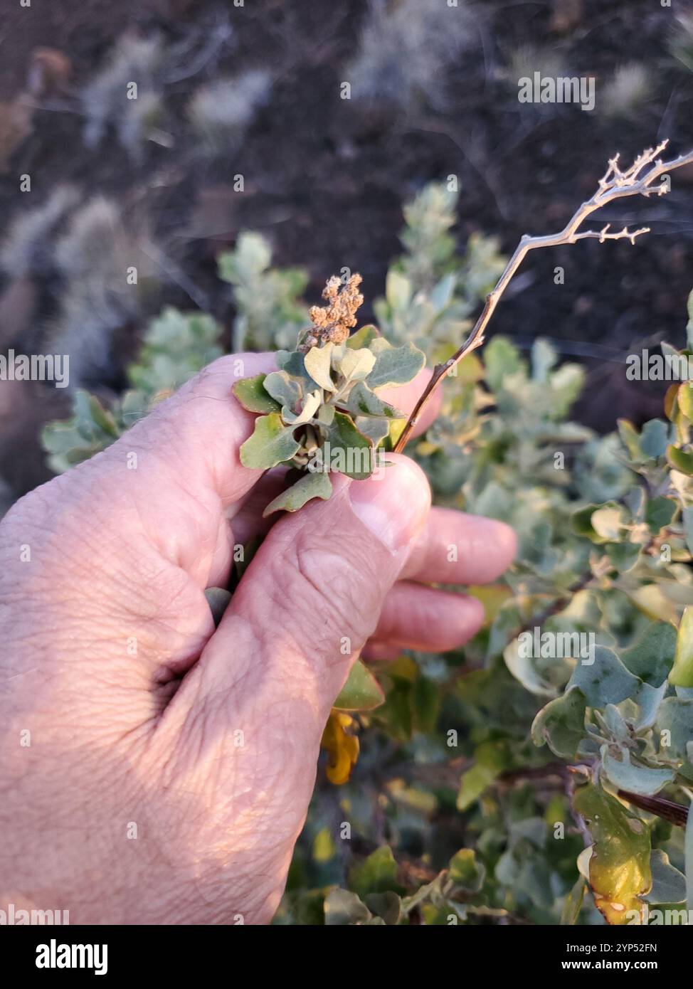 Chenopodium oahuense hi-res stock photography and images - Alamy
