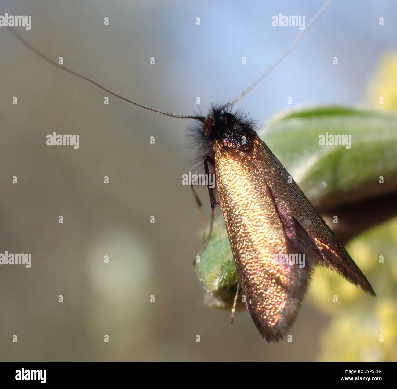 Early Longhorn (Adela cuprella Stock Photo - Alamy