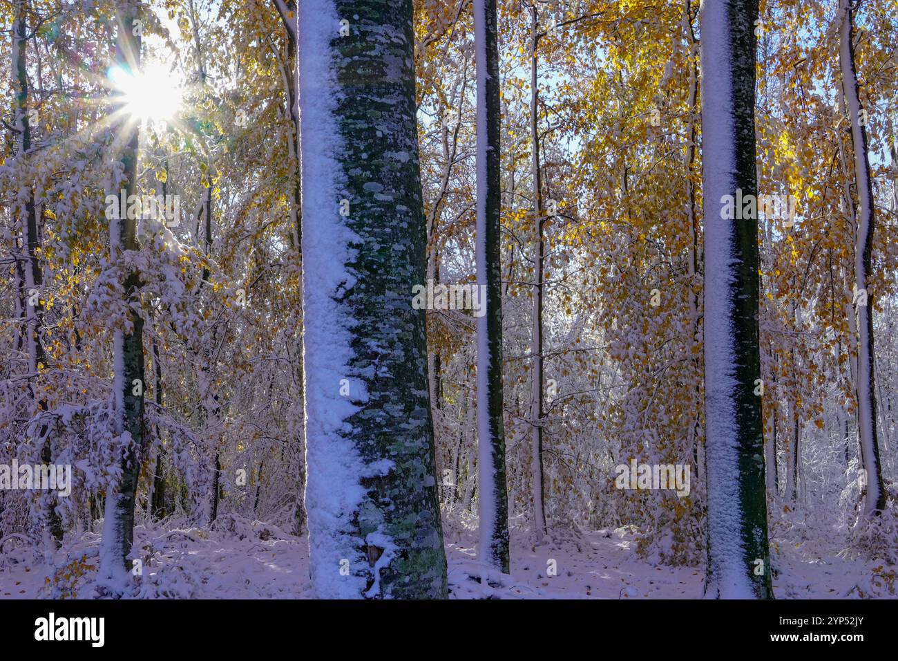 Woods sun snow hi-res stock photography and images - Alamy