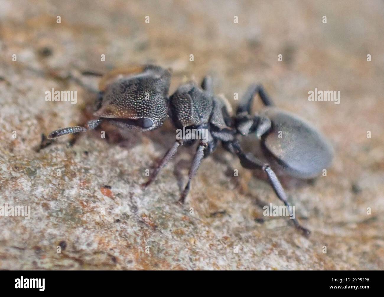 Turtle Ants (Cephalotes Stock Photo - Alamy