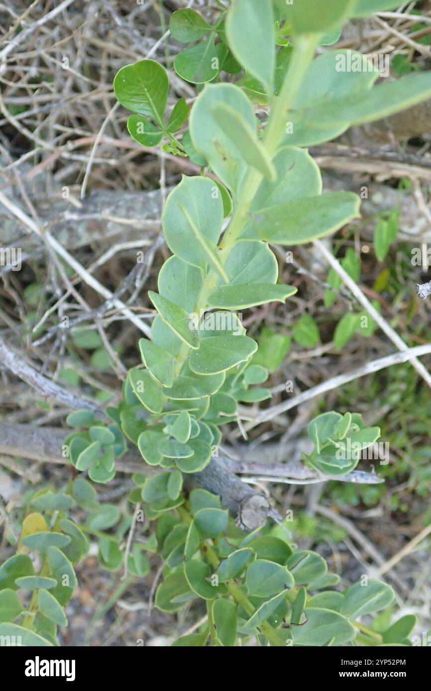 Cape Sumach (Colpoon compressum Stock Photo - Alamy