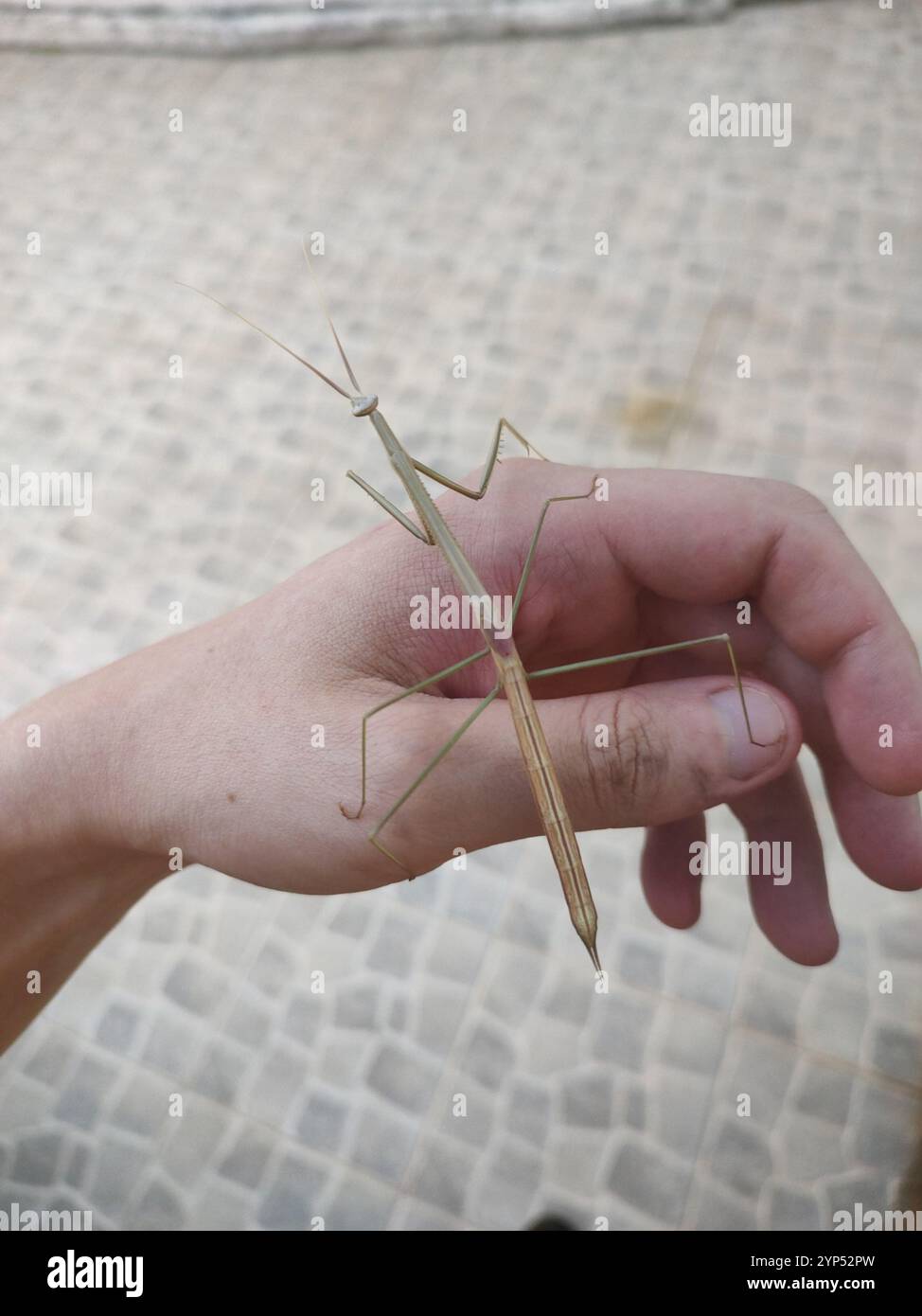 Brunneria hi-res stock photography and images - Alamy