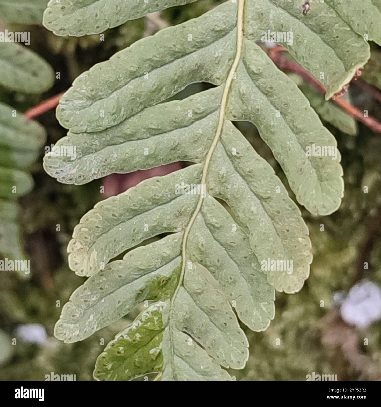 common polypody (Polypodium vulgare Stock Photo - Alamy