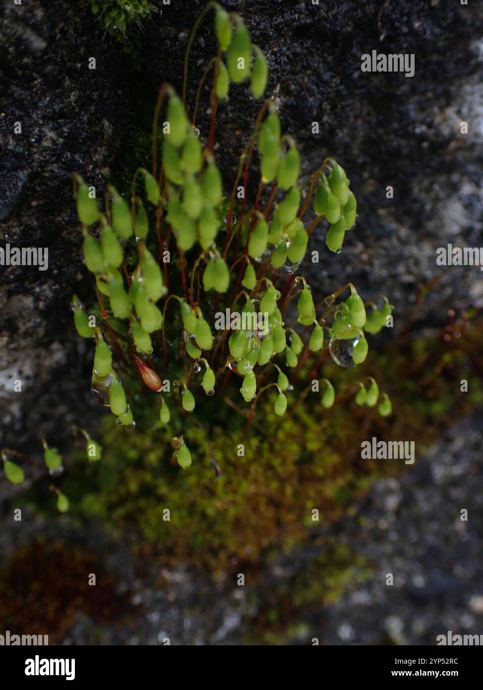 Capillary Thread-moss (Ptychostomum capillare Stock Photo - Alamy