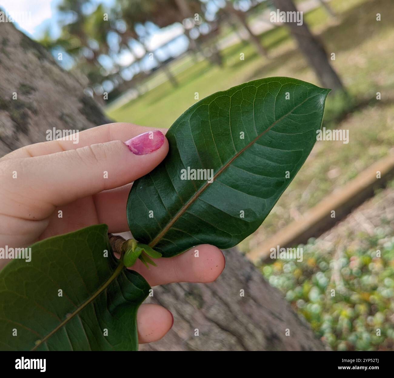 Florida Strangler Fig (Ficus aurea Stock Photo - Alamy