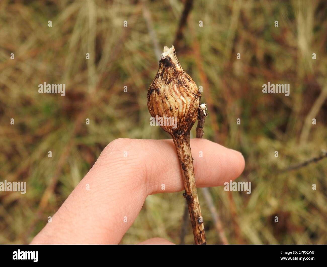 Goldenrod gall fly hi-res stock photography and images - Alamy