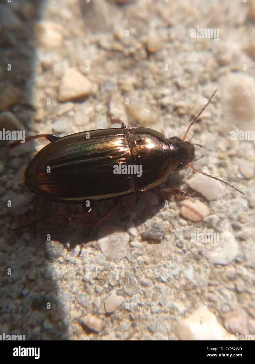 Sun Beetles (Amara Stock Photo - Alamy