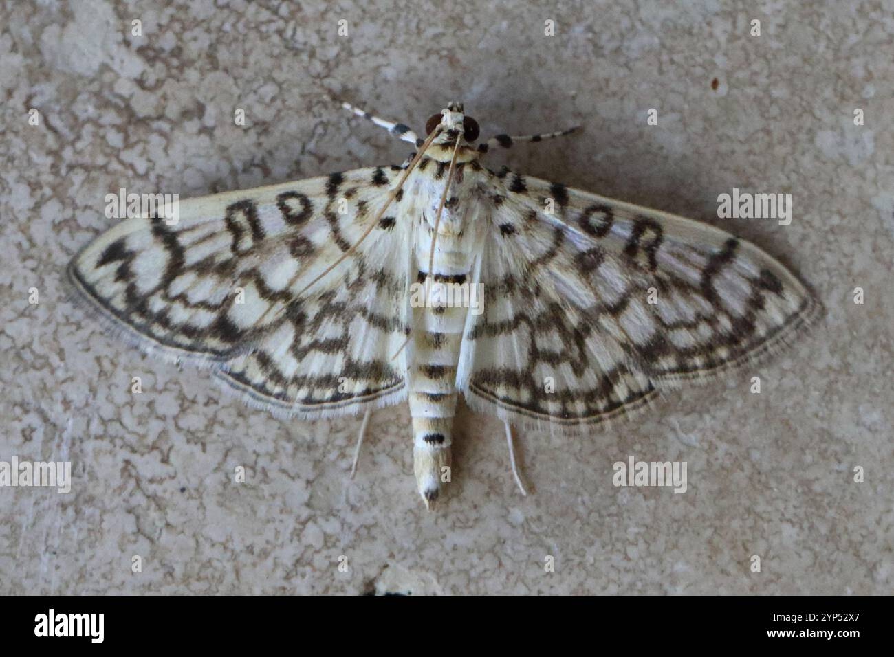 Cotton Leaf Roller (Haritalodes derogata Stock Photo - Alamy