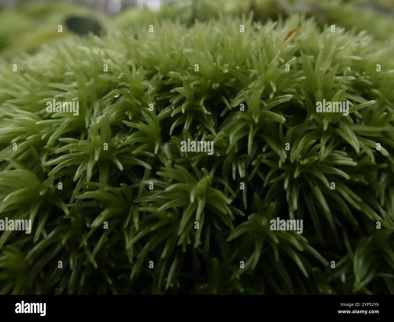 Pincushion Moss (Leucobryum glaucum Stock Photo - Alamy