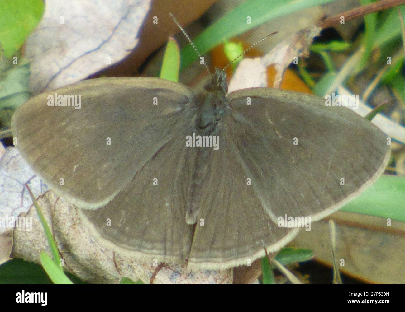 Carolina Satyr (Hermeuptychia sosybius Stock Photo - Alamy