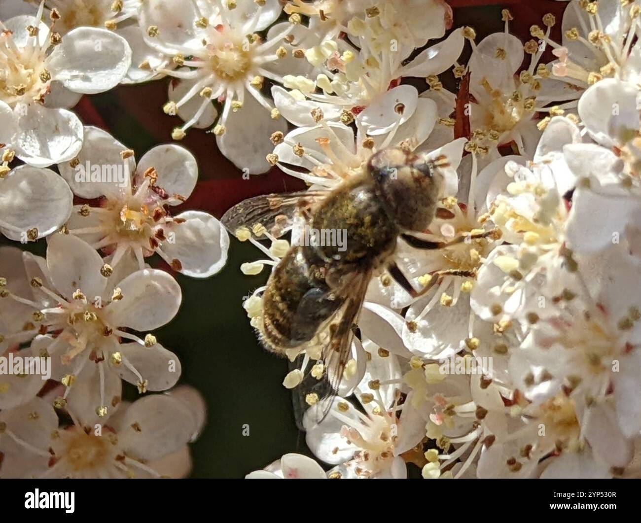 Common Lagoon Fly (Eristalinus aeneus Stock Photo - Alamy